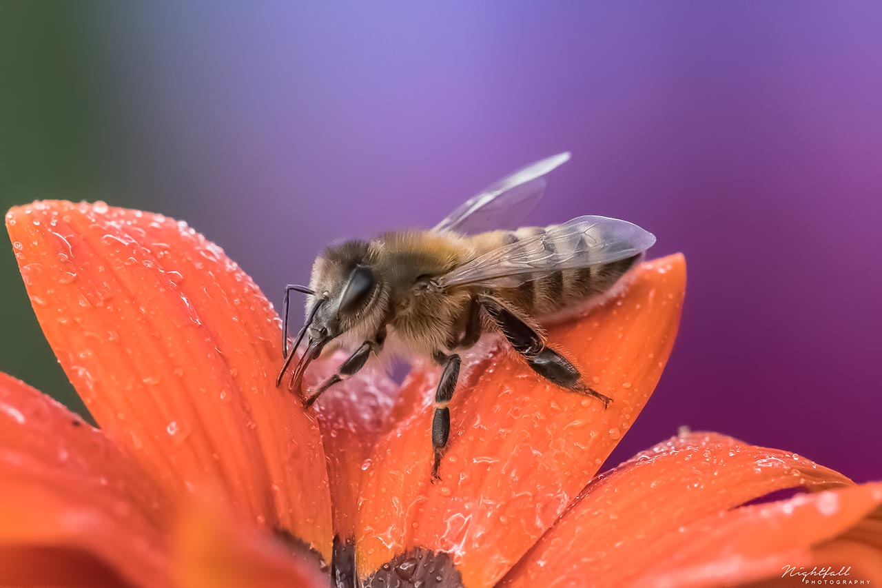 MC CLOSE-UP LENS 58/77mm近摄镜 - NiSi 耐司-专业电影及相机光学镜头滤镜品牌